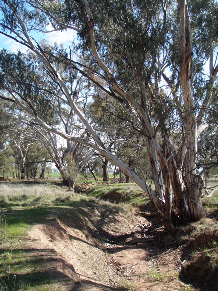 A quick dedication to some trees that I love – Pia Lentini